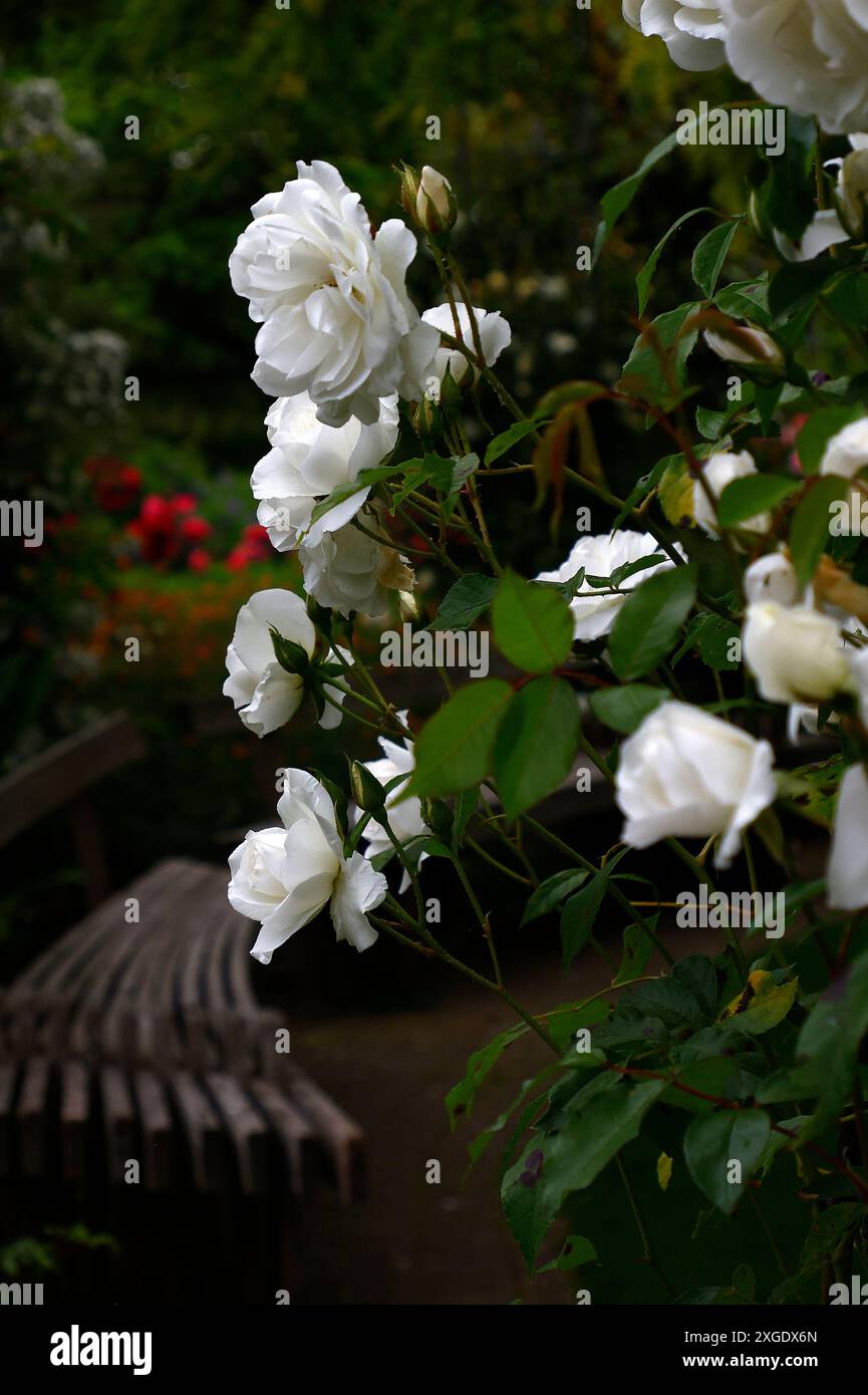 Closeup of the white flowers of the repeat flowering climbing garden ...