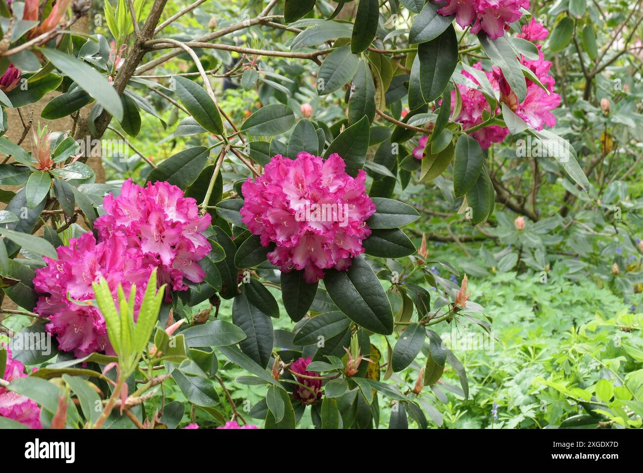 Closeup of the pink magenta white flowers of the perennial garden plant ...