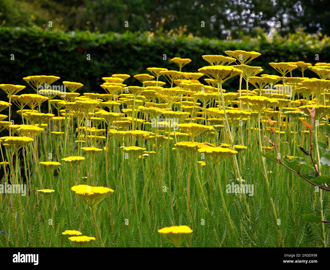Closeup of the golden yellow leaves of the summer flowering herbaceous ...