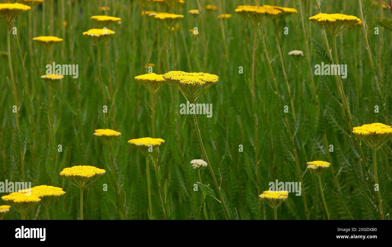 Closeup of the golden yellow leaves of the summer flowering herbaceous ...
