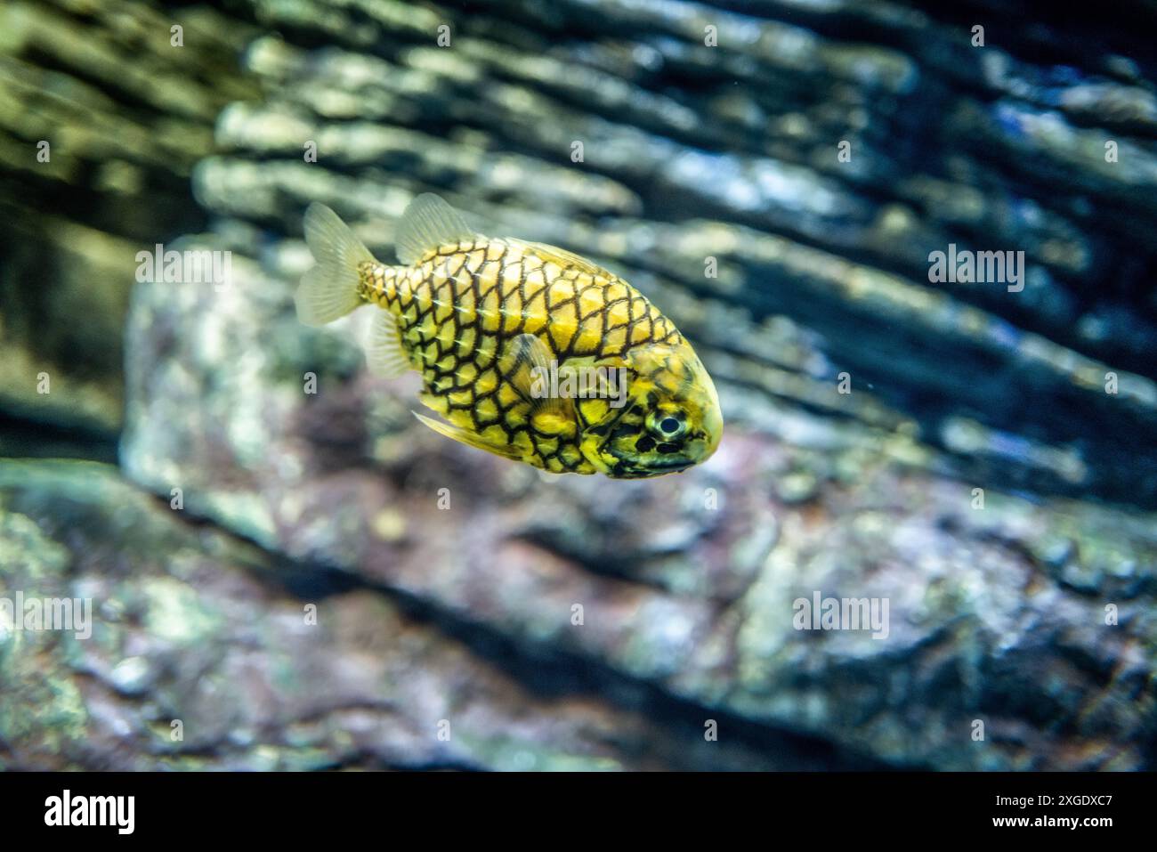 Ananas fisch hi-res stock photography and images - Alamy