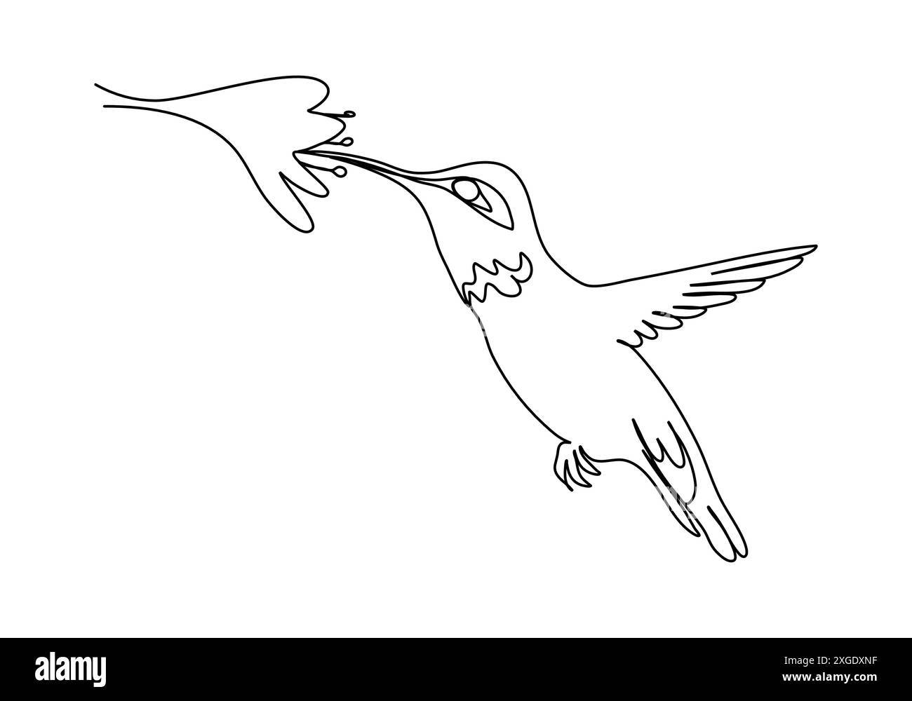 Hummingbird, one line drawing vector illustration Stock Vector Image ...