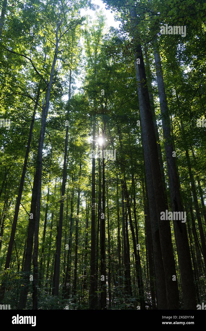 Tall Trees in a Pine Forest Stock Photo - Alamy