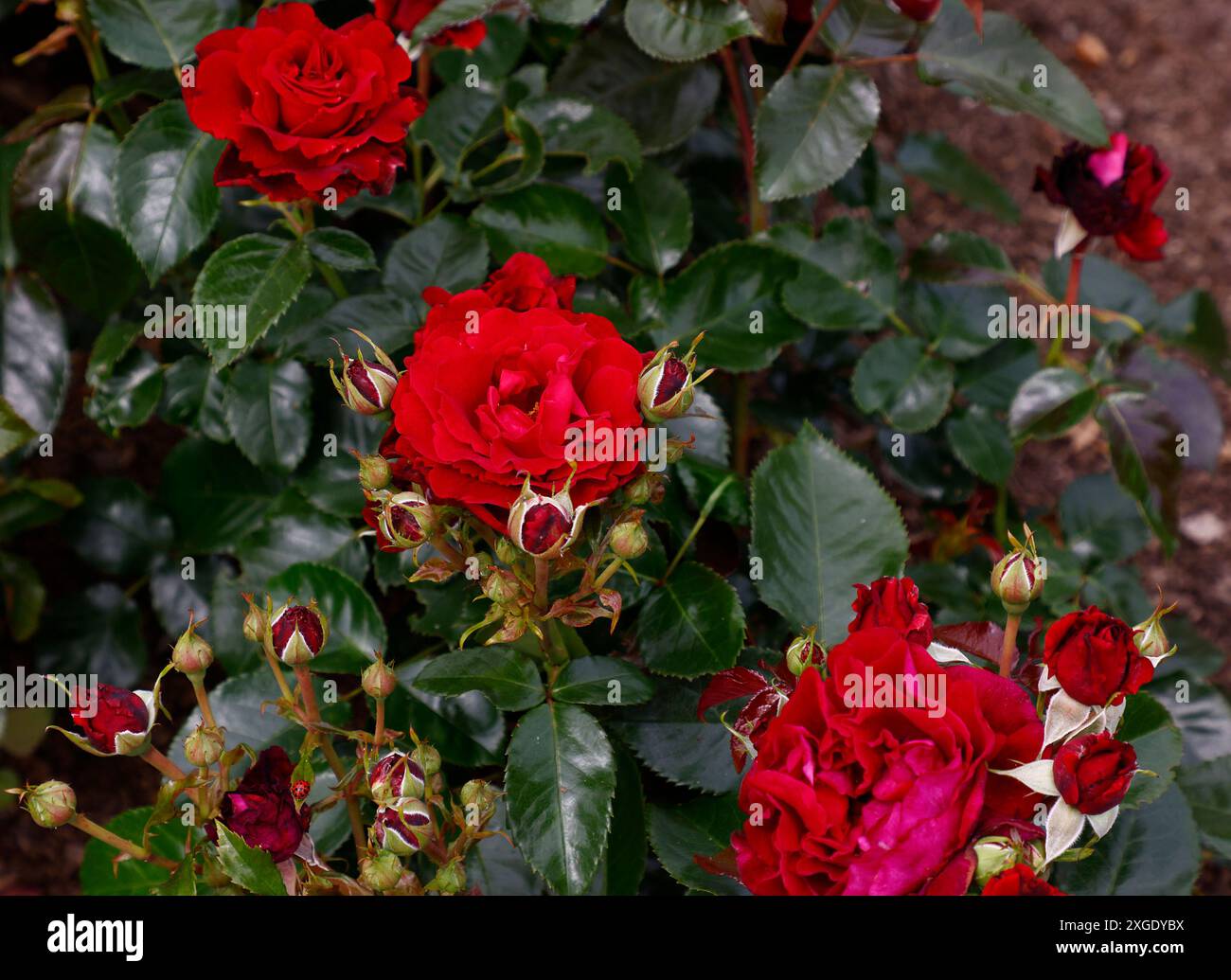 Rosa hallie hi-res stock photography and images - Alamy