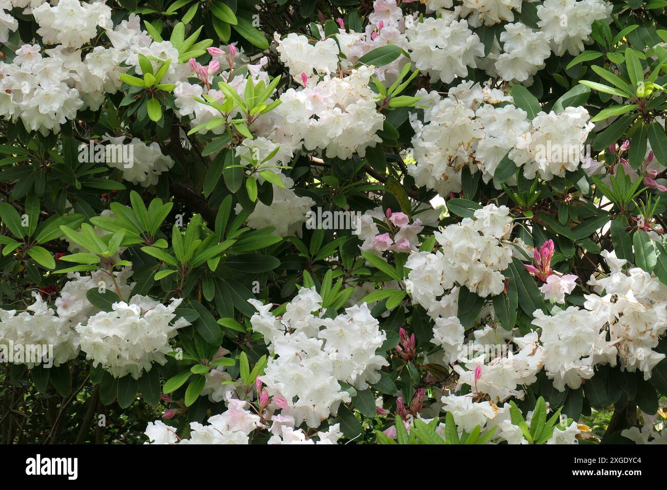 Rhododendron loderi group shrub hi-res stock photography and images - Alamy
