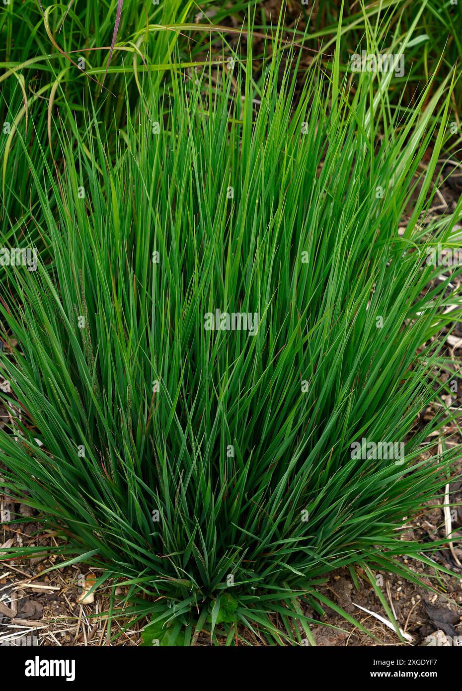 Closeup of the grey green upright linear foliage of the perennial ...