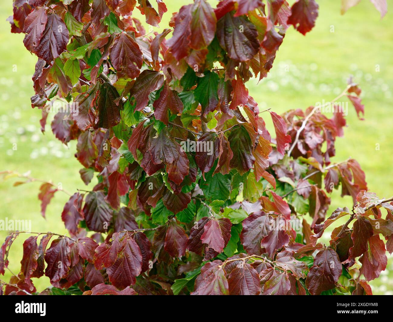 Closeup of the green and red autumn leaves of the garden tree parrotia ...