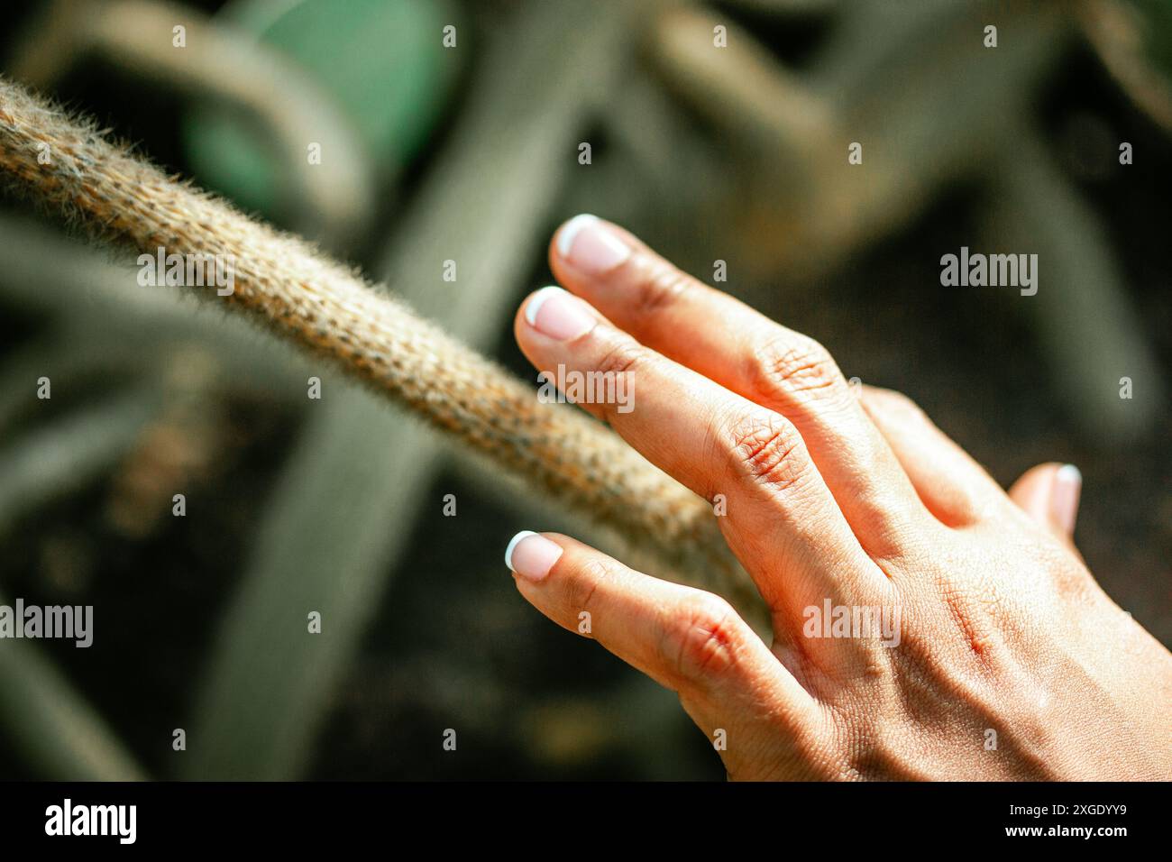 Female hand touching a thorny branch of a cactus with a finger, a ...