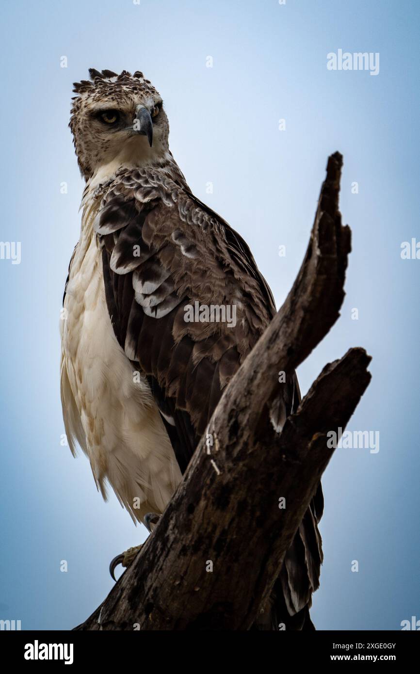 Bird martial eagle animal hi-res stock photography and images - Alamy