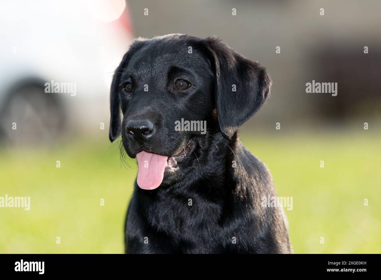 Cute portrait of an 8 week old black Labrador puppy Stock Photo - Alamy
