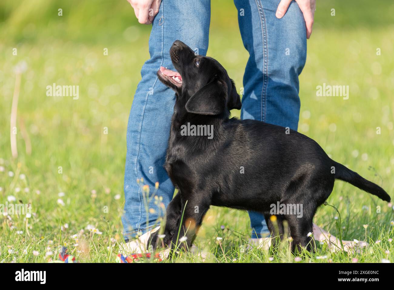 Cute portrait of an 8 week old black Labrador puppy playing with her ...