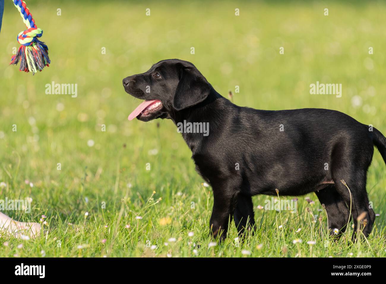 Cute portrait of an 8 week old black Labrador puppy looking at a dog ...