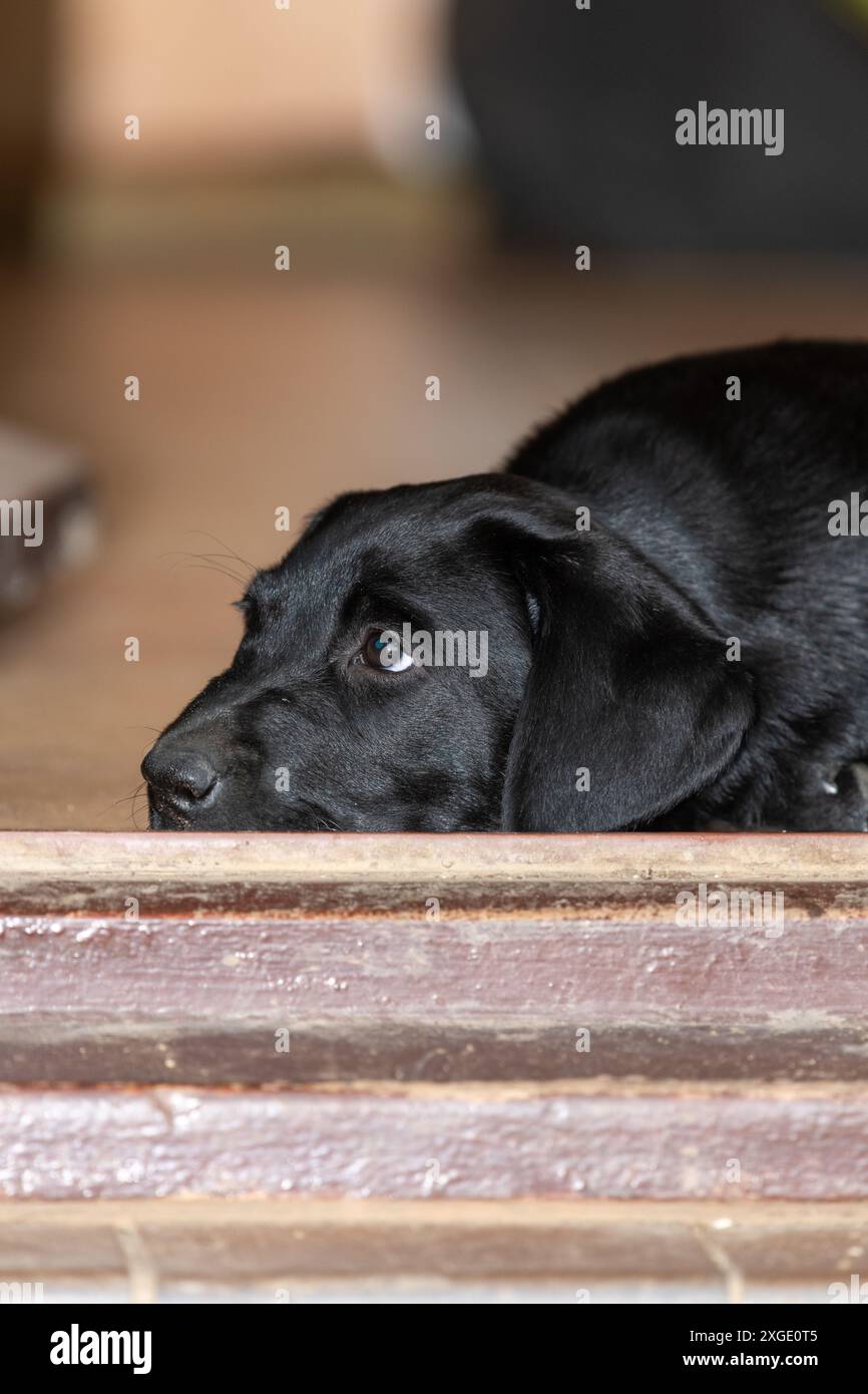 Cute portrait of an 8 week old black Labrador puppy laying down on the ...