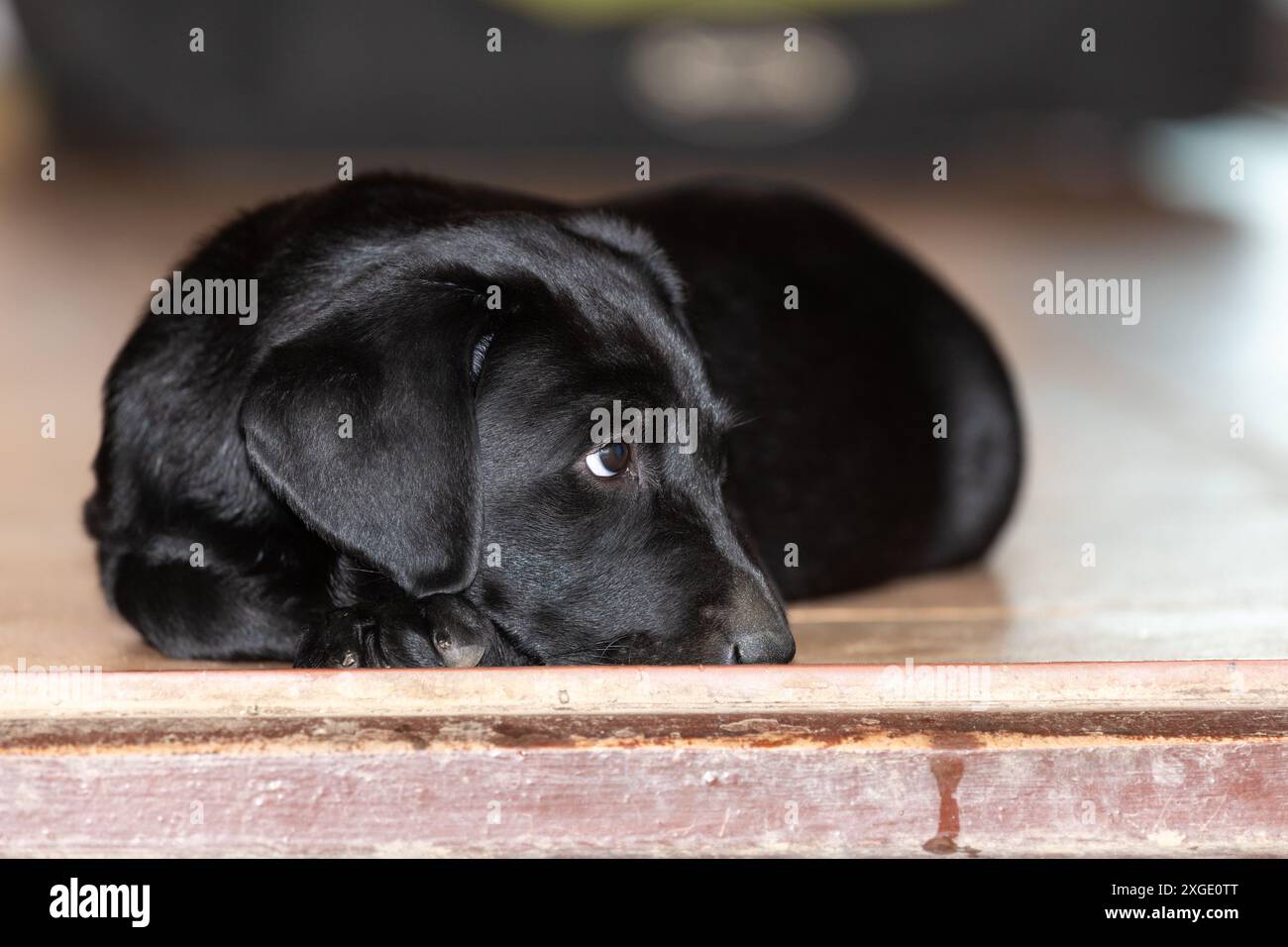 Cute portrait of an 8 week old black Labrador puppy laying down on the ...