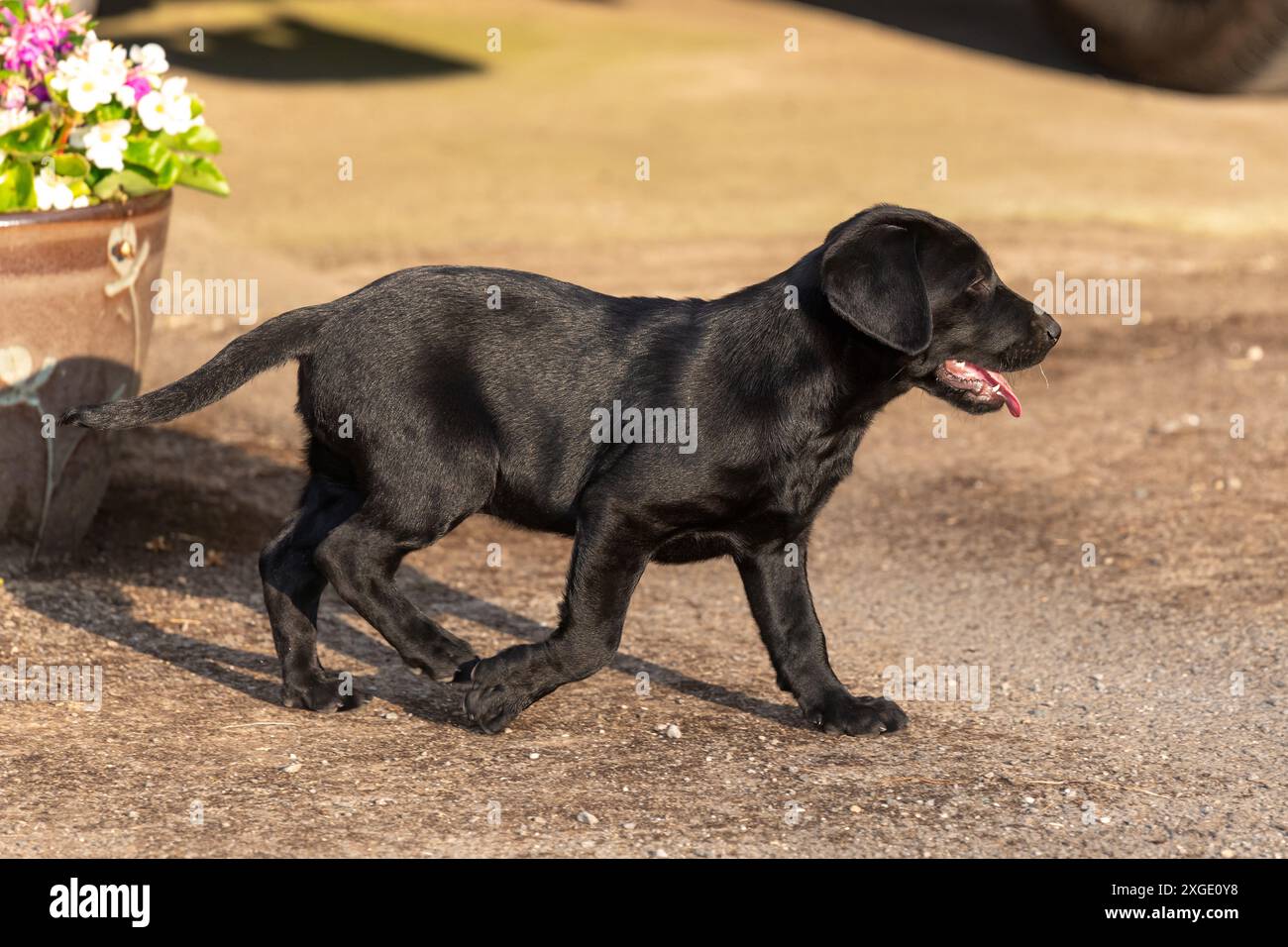 Cute portrait of an 8 week old black Labrador puppy Stock Photo - Alamy