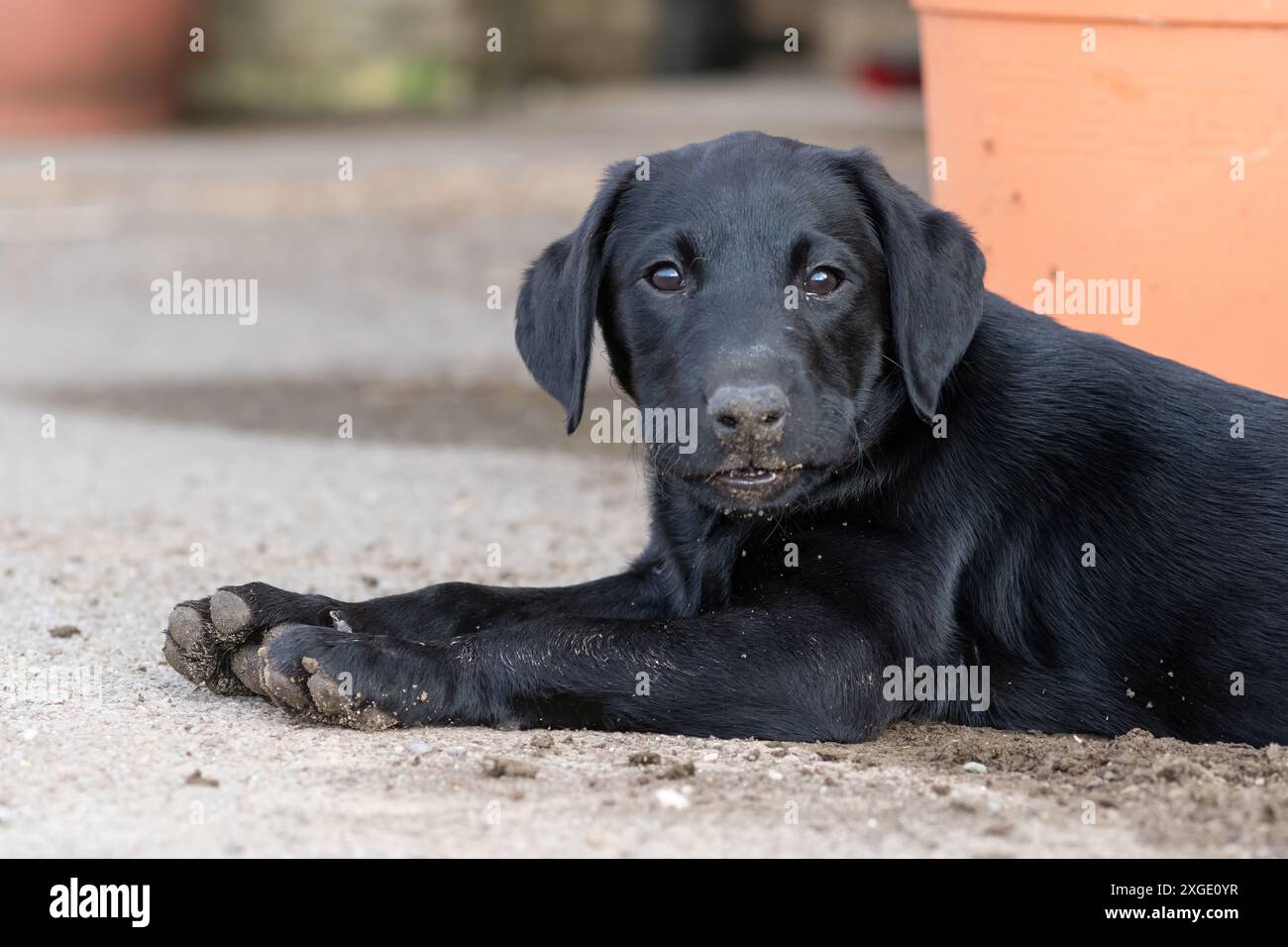 Cute portrait of an 8 week old black Labrador puppy laying down on the ...