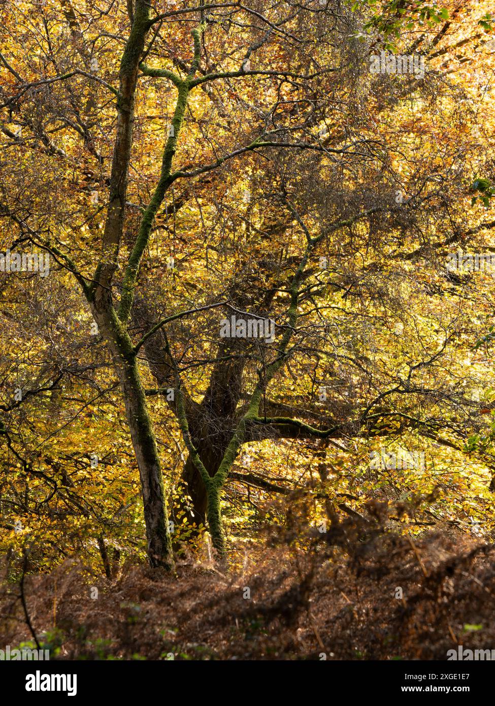 Mixed woodland at Mortimer Forest, Ludlow, Shropshire, UK Stock Photo ...