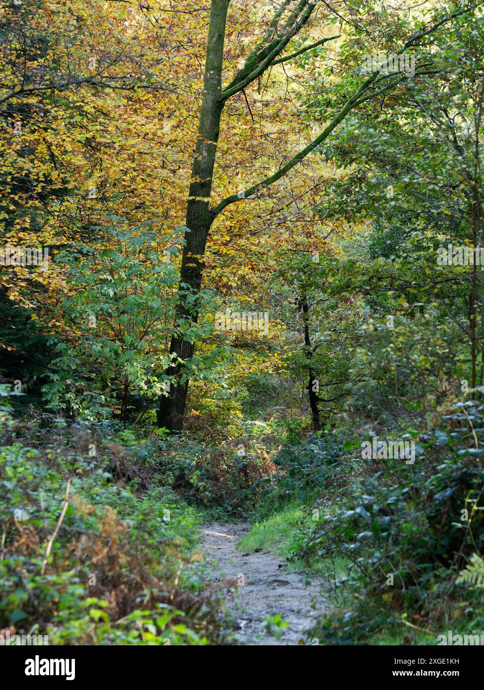 Pine trees in mortimer forest hi-res stock photography and images - Alamy