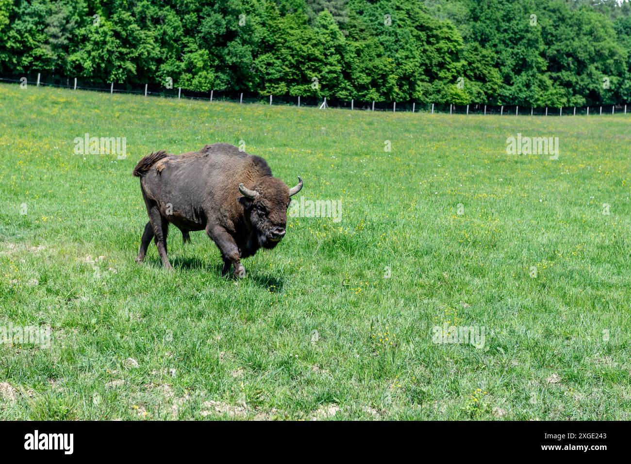 European bison adult female in forest, an endangered species Stock ...
