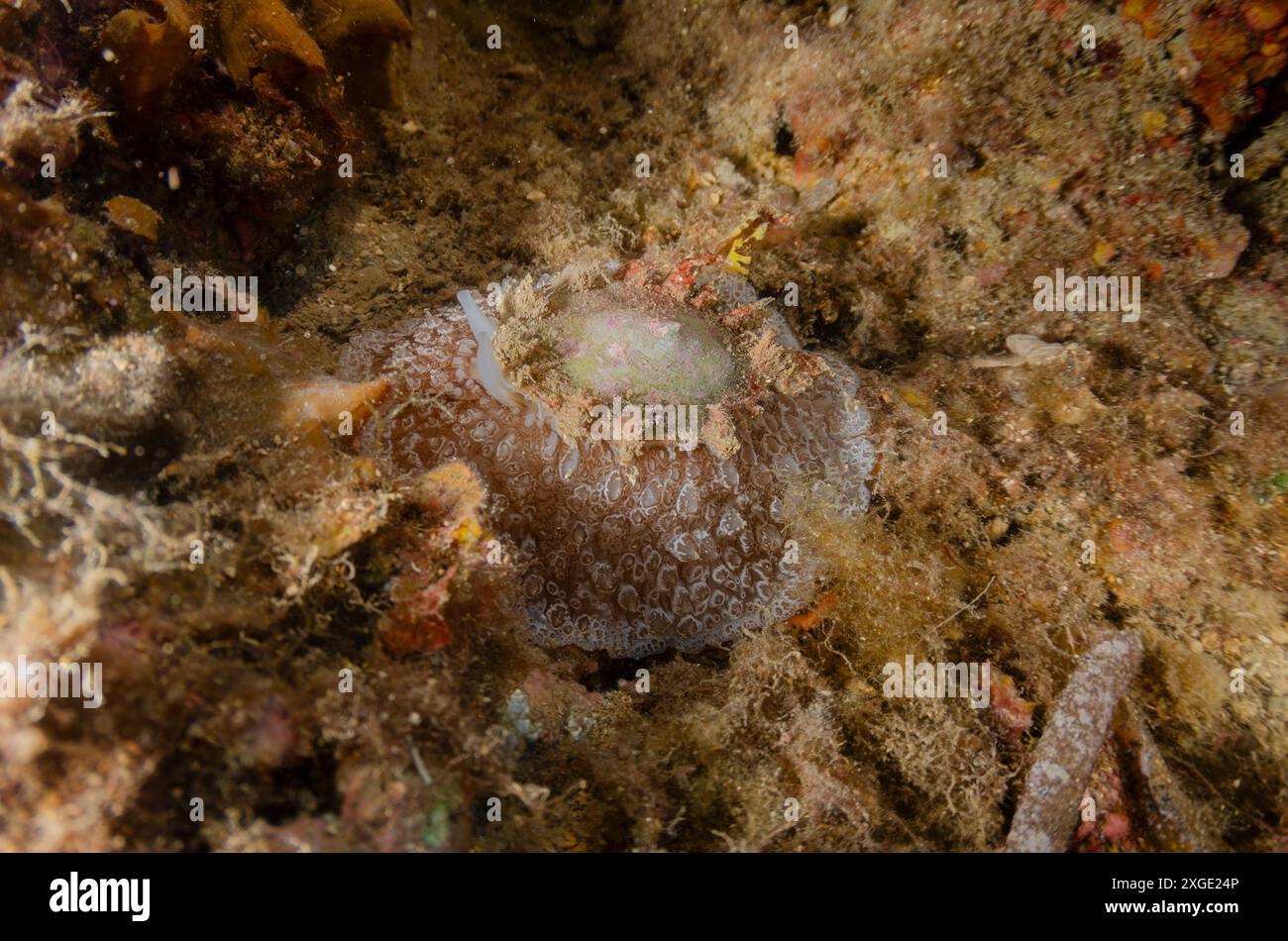 Umbraculum umbraculum sea slug hi-res stock photography and images - Alamy