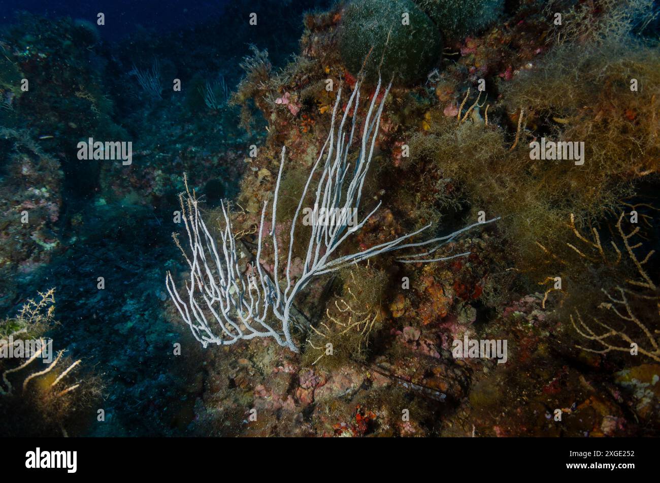 White gorgonian, Eunicella singularis, Gorgonidae, Tor Patererno ...