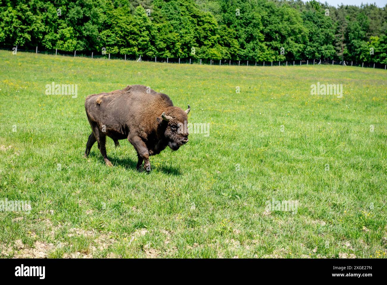 European bison adult female in forest, an endangered species Stock ...
