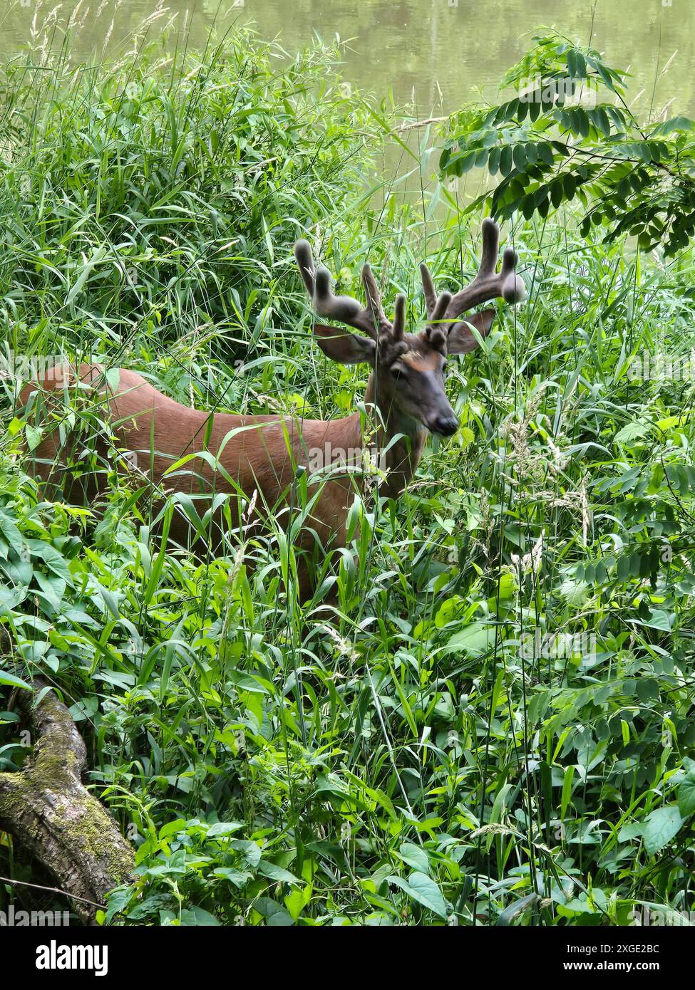 Rustic deer hi-res stock photography and images - Alamy