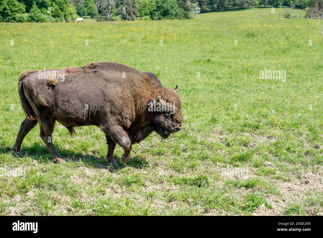 European bison adult female in forest, an endangered species Stock ...