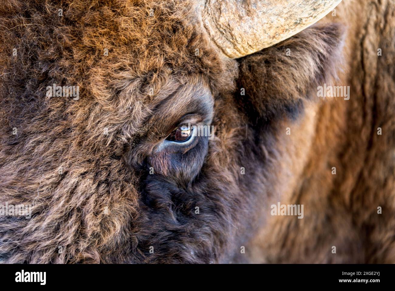 Bison bison bison eye close up hi-res stock photography and images - Alamy