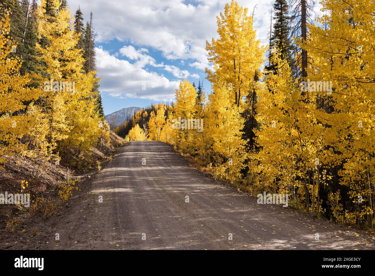 A Rio Grande National Forest road goes through early changing aspens ...