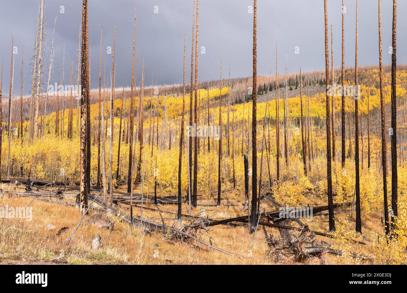 Young aspen trees grow up amongst the burnt skeleton forest in the ...
