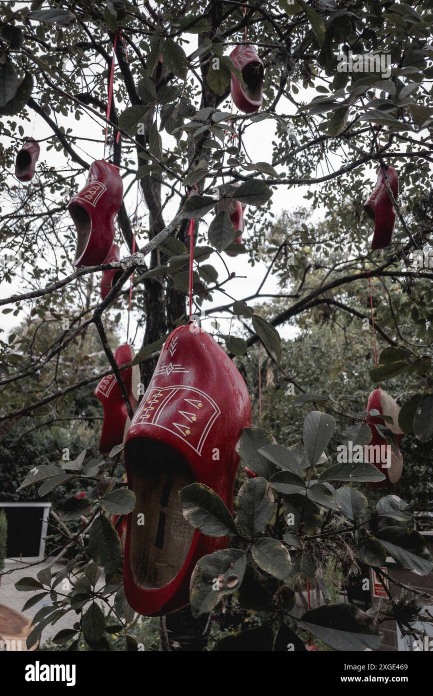 Clogs, typical Dutch wooden shoes, hanging in a tree as decoration. In ...