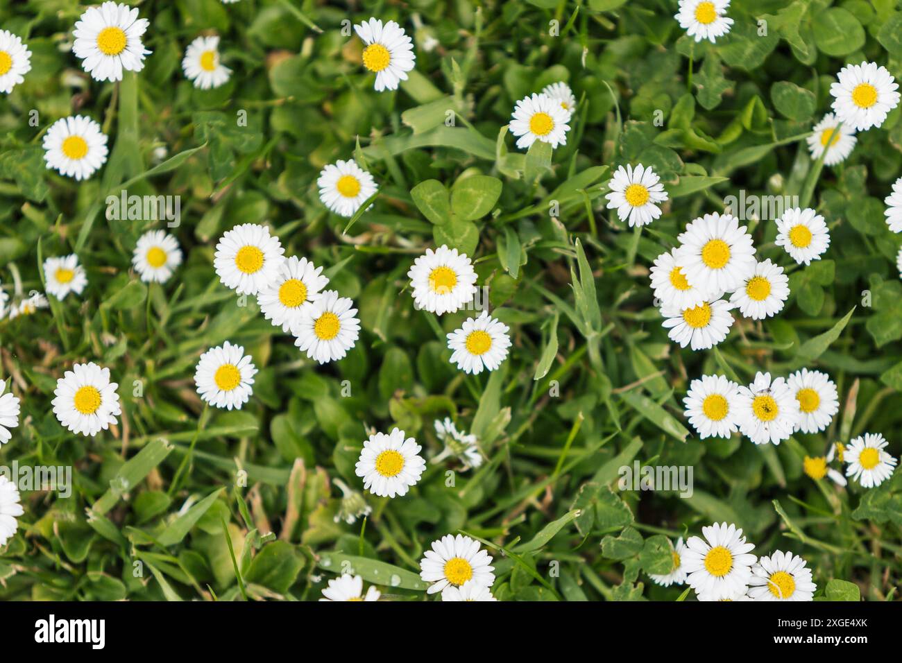 Lawn full of daisys hi-res stock photography and images - Alamy
