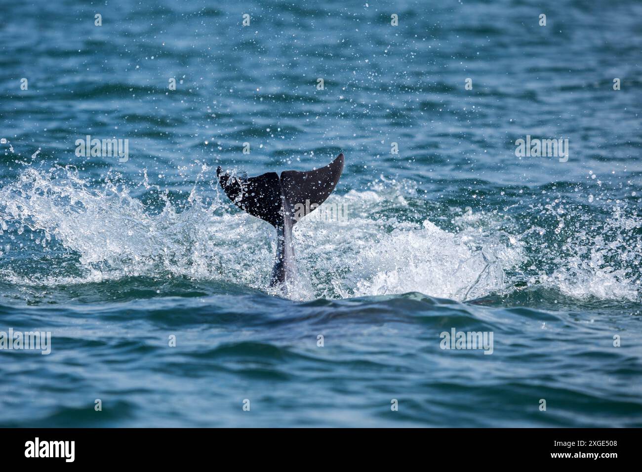 Wild Dolphin Tail Breaking the Surface of the Ocean Stock Photo - Alamy