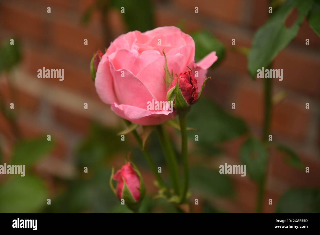 Copenhagen/ Denmark/08 July 2024/Pink rose flwoers tiny garden in ...