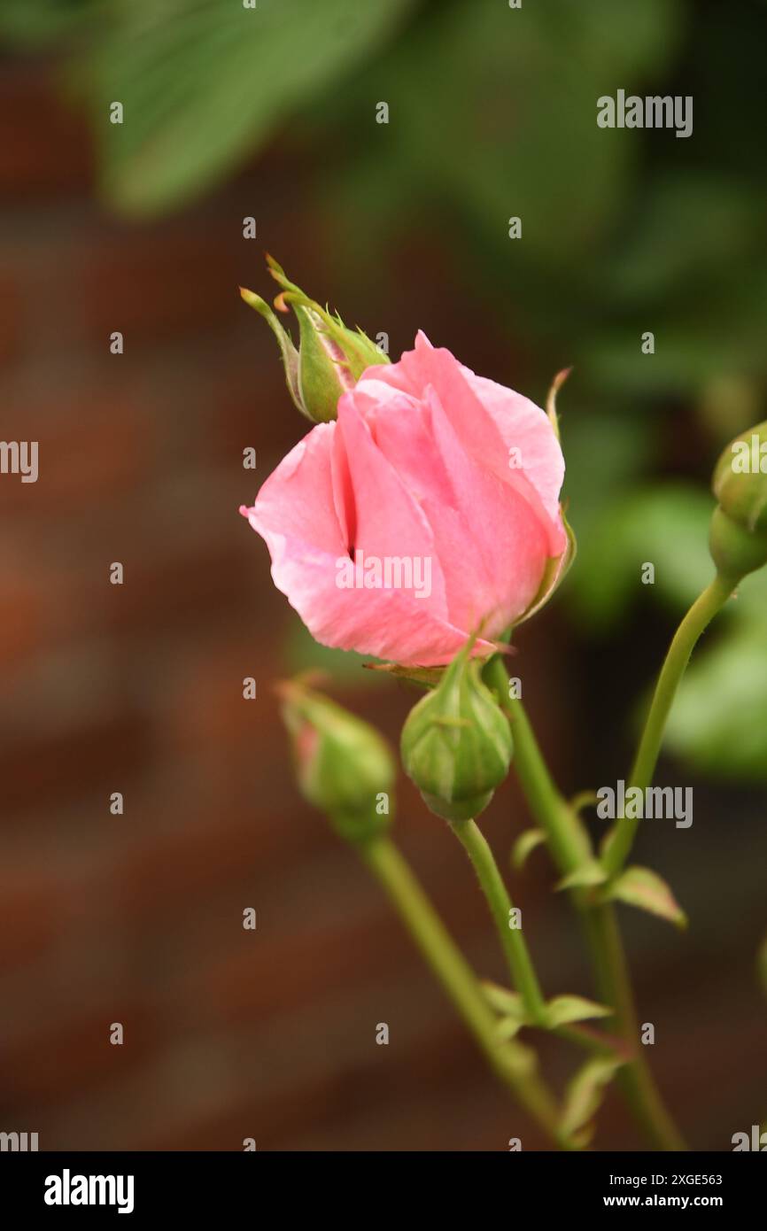 Copenhagen/ Denmark/08 July 2024/Pink rose flwoers tiny garden in ...