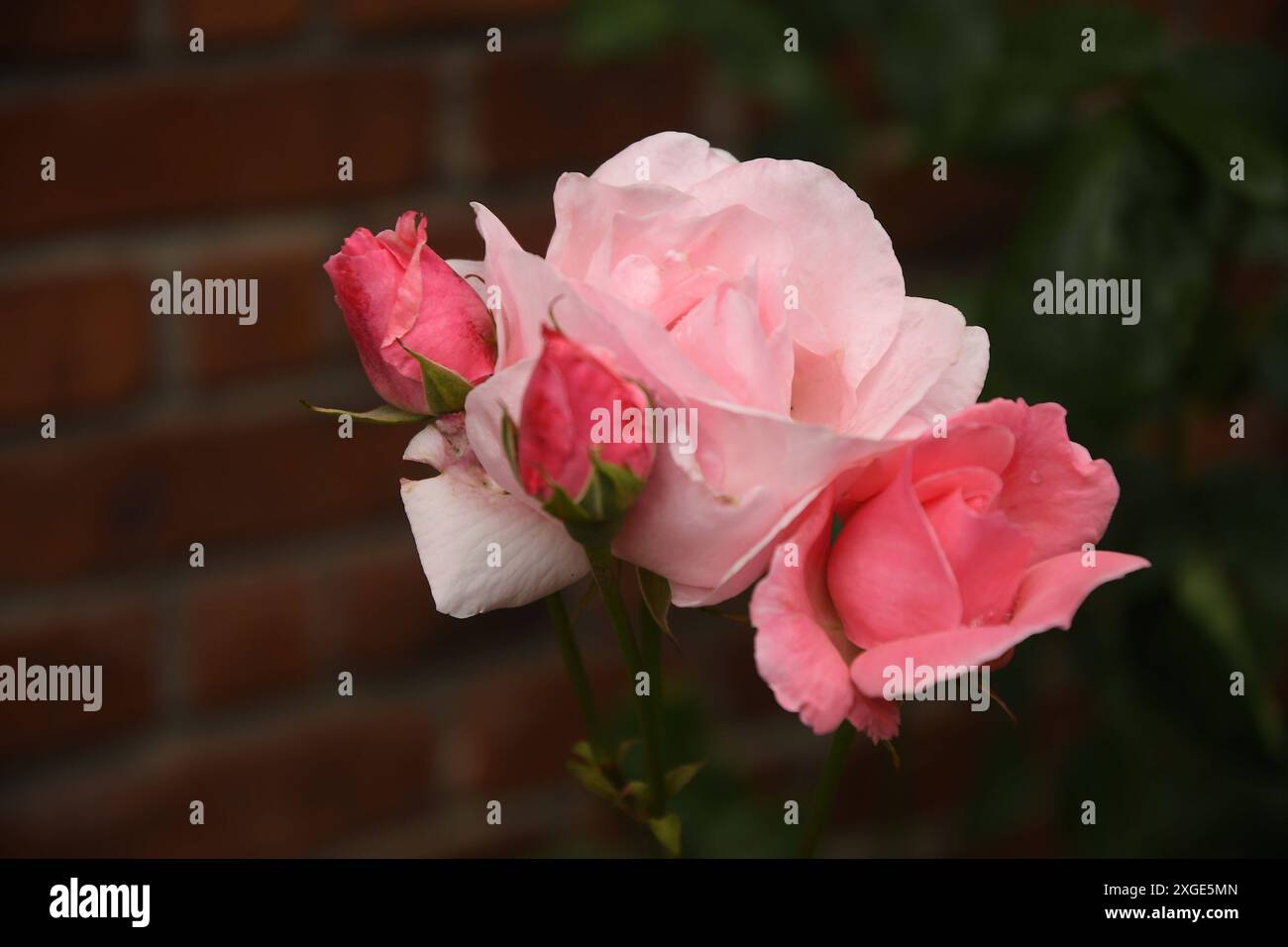 Copenhagen/ Denmark/08 July 2024/Pink rose flwoers tiny garden in ...