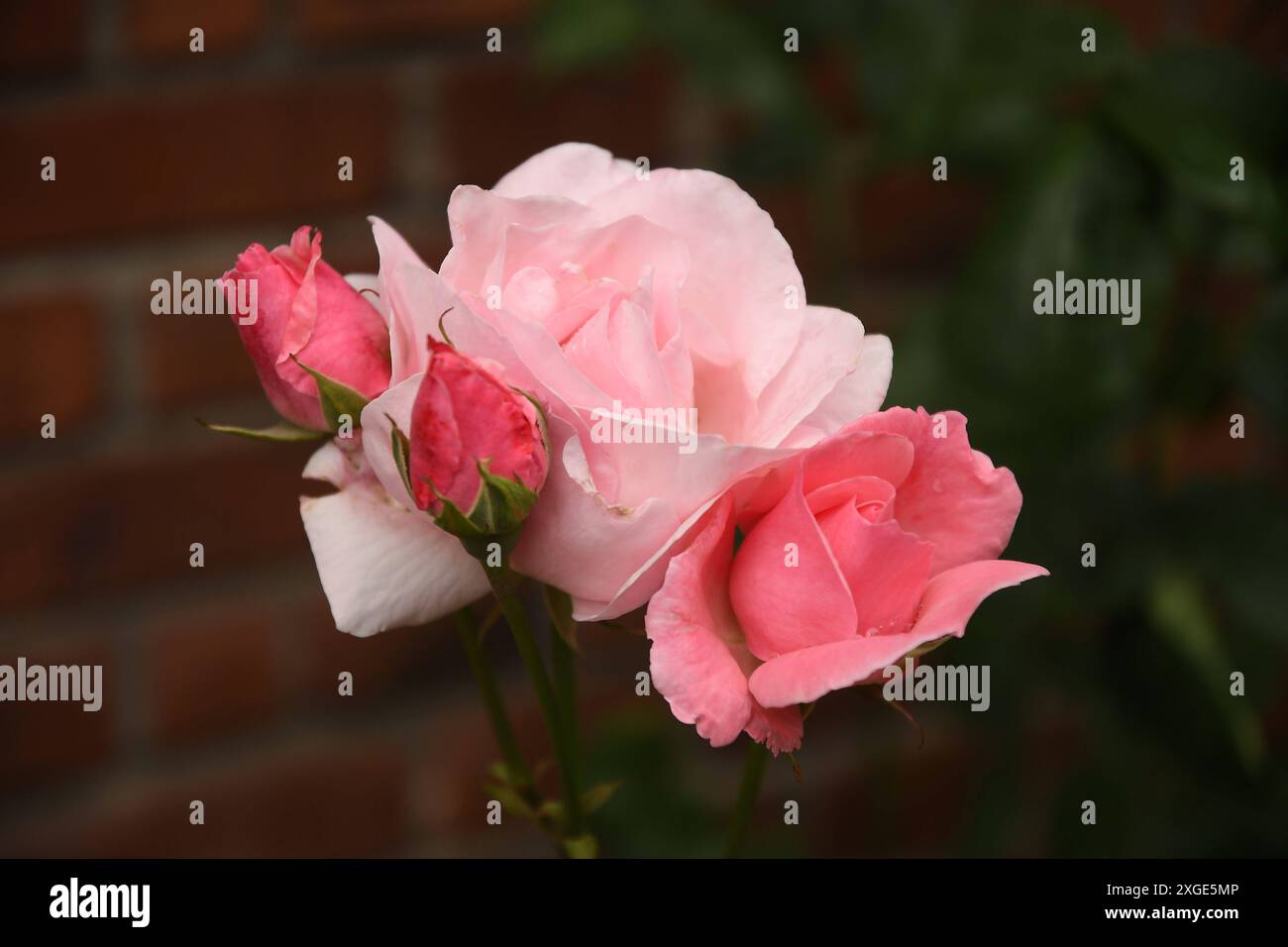 Copenhagen/ Denmark/08 July 2024/Pink rose flwoers tiny garden in ...