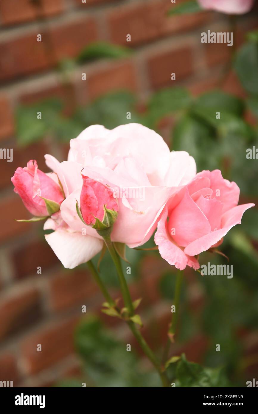 Copenhagen/ Denmark/08 July 2024/Pink rose flwoers tiny garden in ...