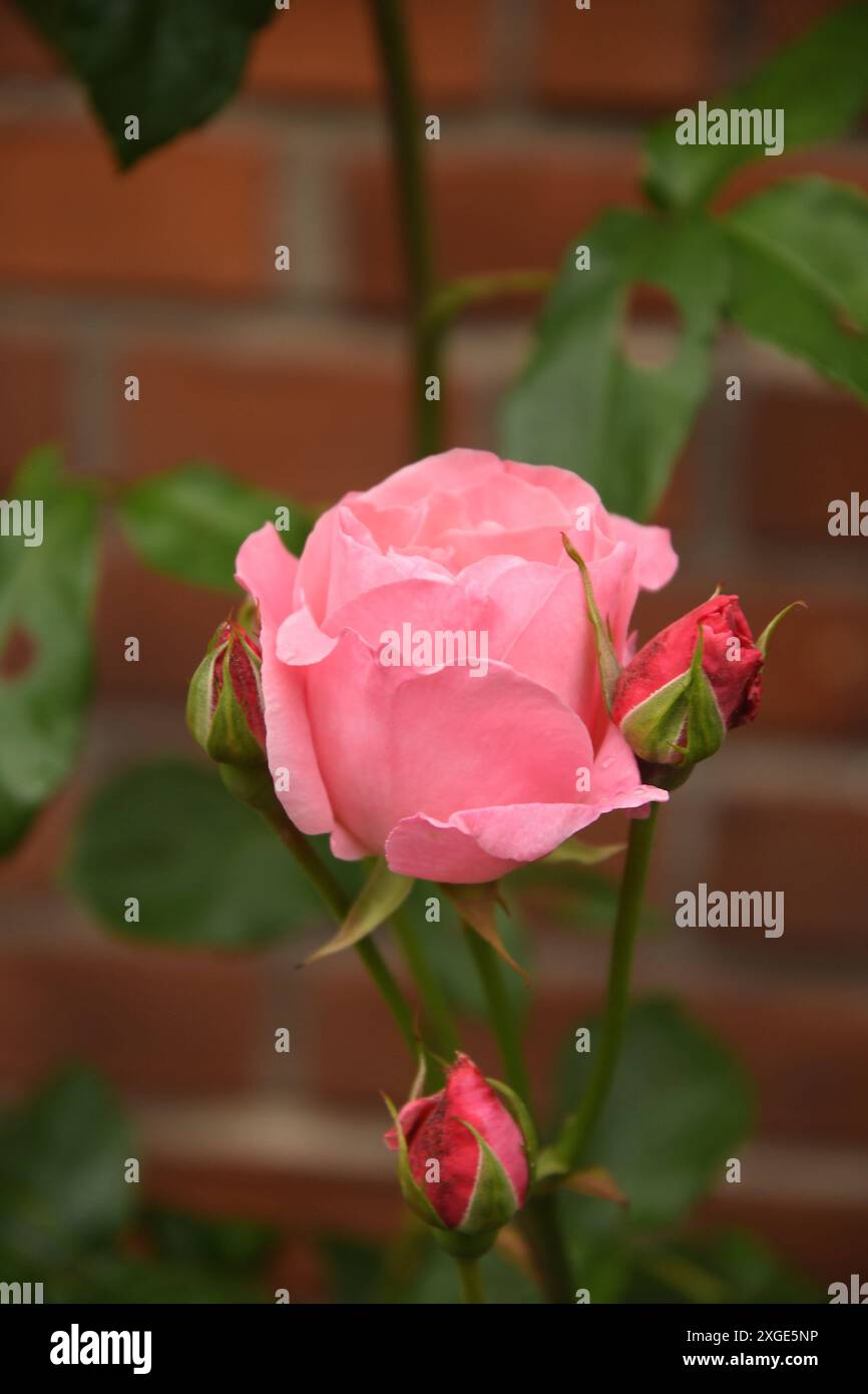 Copenhagen/ Denmark/08 July 2024/Pink rose flwoers tiny garden in ...