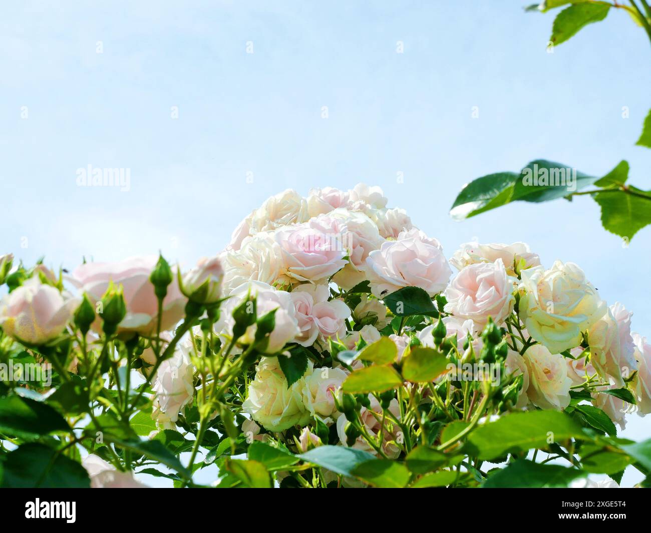 Photo of magnificent white rose petals of a shrub rose in full bloom. A ...