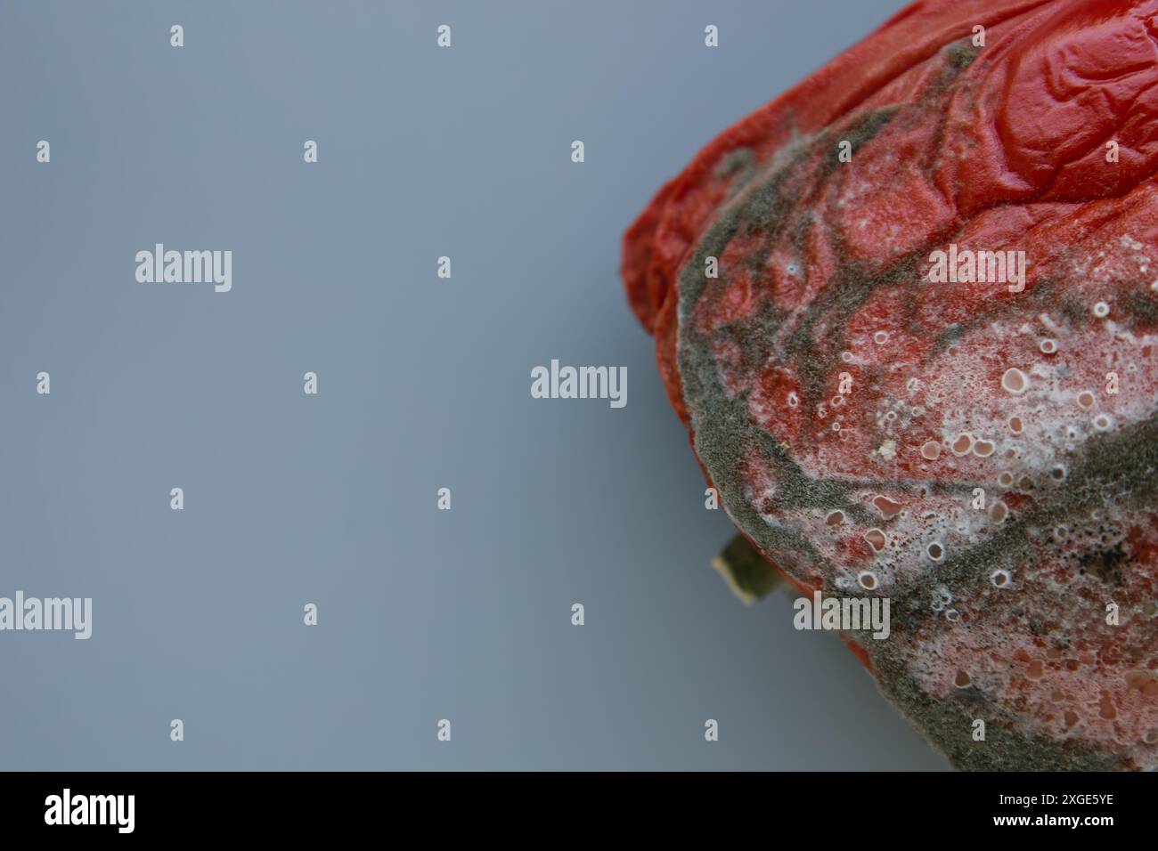 Old inedible ugly moldy hi-res stock photography and images - Alamy