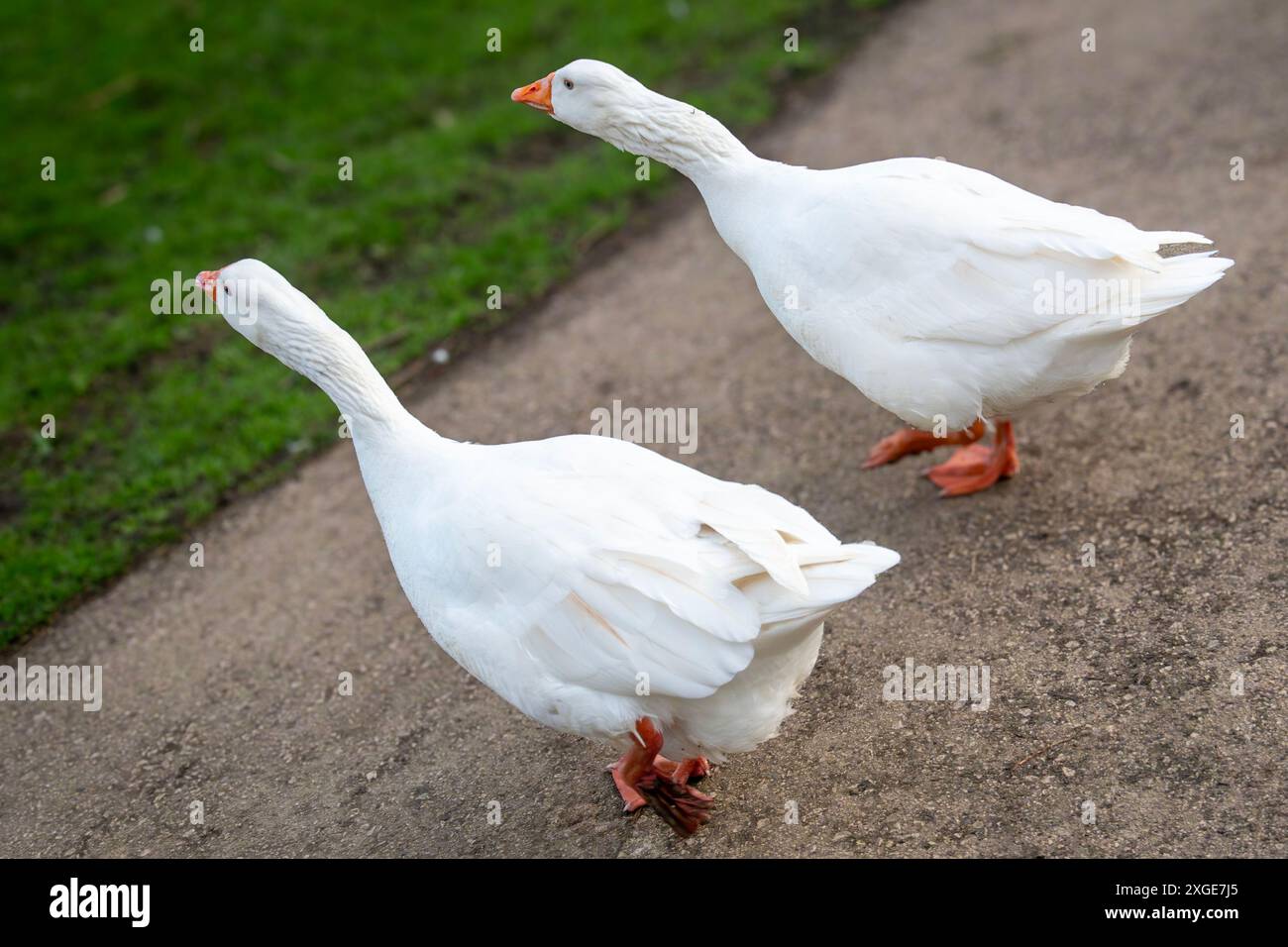 Two Geese parents warning off dogs and people from getting to close to ...