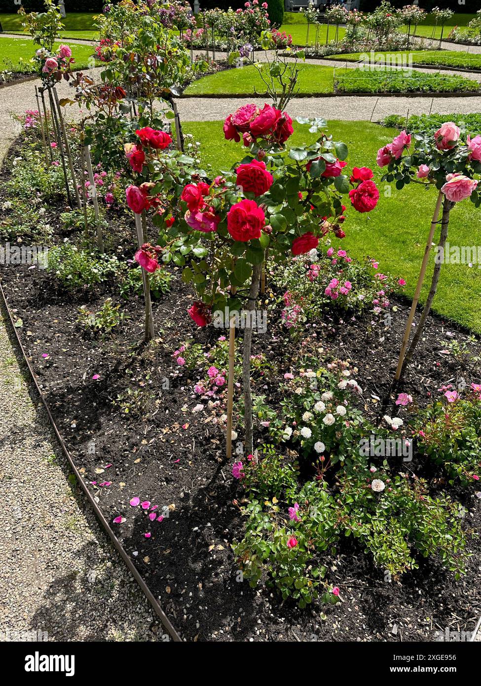 Different types of beautiful rose flowers growing in park Stock Photo ...