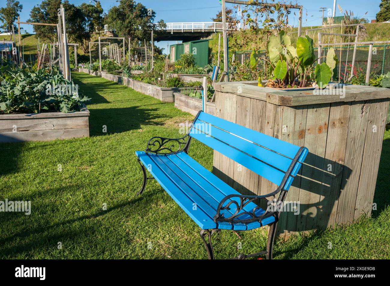 Community Garden plots and blue bench seat Stock Photo - Alamy