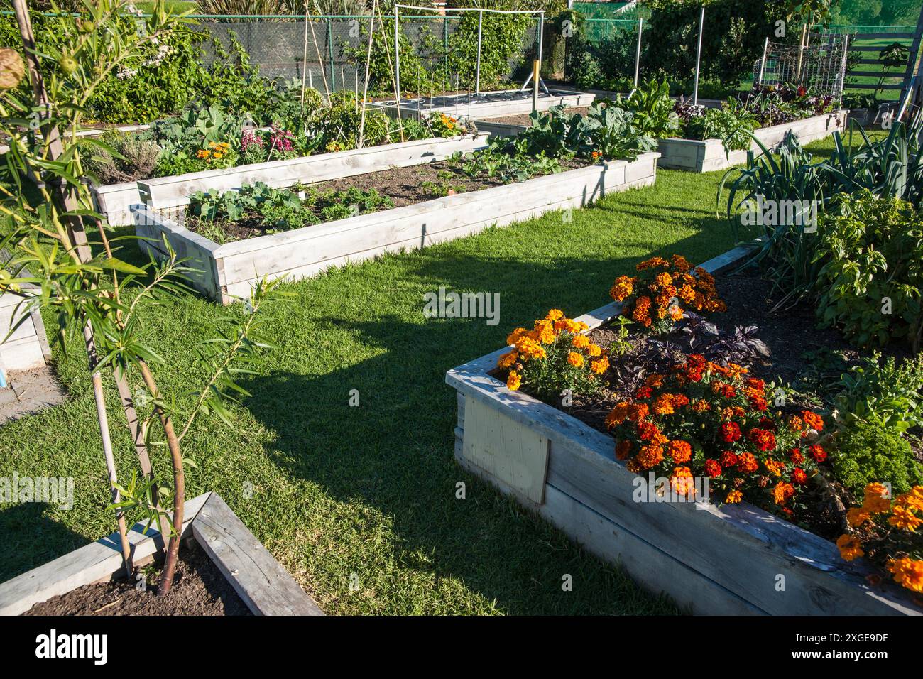 Raised Community garden plots with vegetable varieties and marigold ...