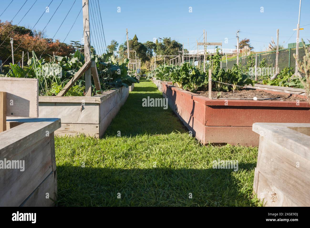 Raised community garden plots growing vegetables Stock Photo - Alamy