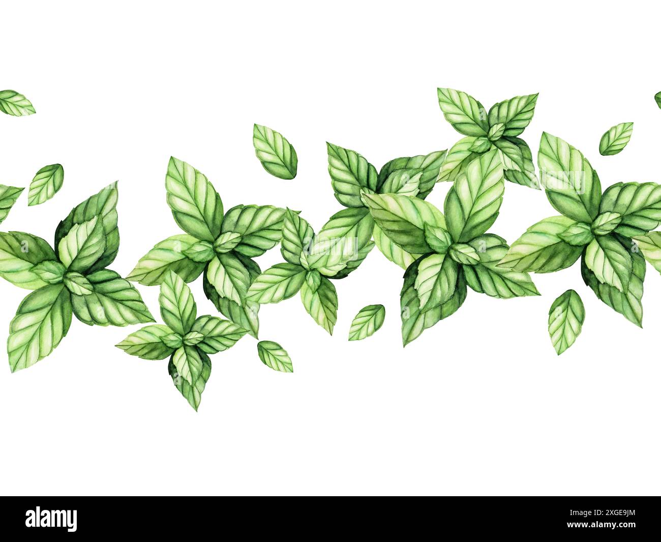 Seamless border, banner, template with fresh green mint. Hand painting ...