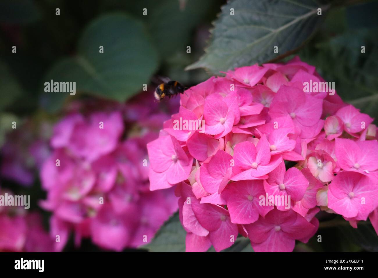 Blooming Hydrangea Bush, Colourful Flowers, High-Quality Stock Photo ...