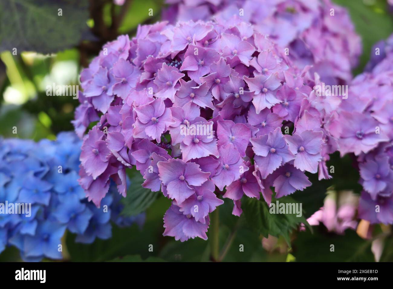 Blooming Hydrangea Bush, Colourful Flowers, High-Quality Stock Photo ...